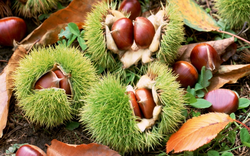 LA CHÂTAIGNE DU VAR | Les Jardins de Sainte-Maxime | Hôtel restaurant ...